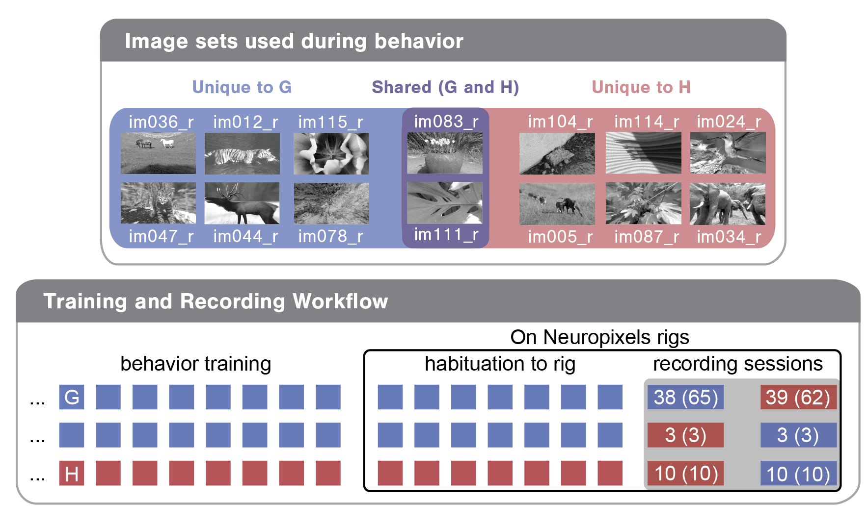 visual_behavior_neuropixels_dataset_manifest