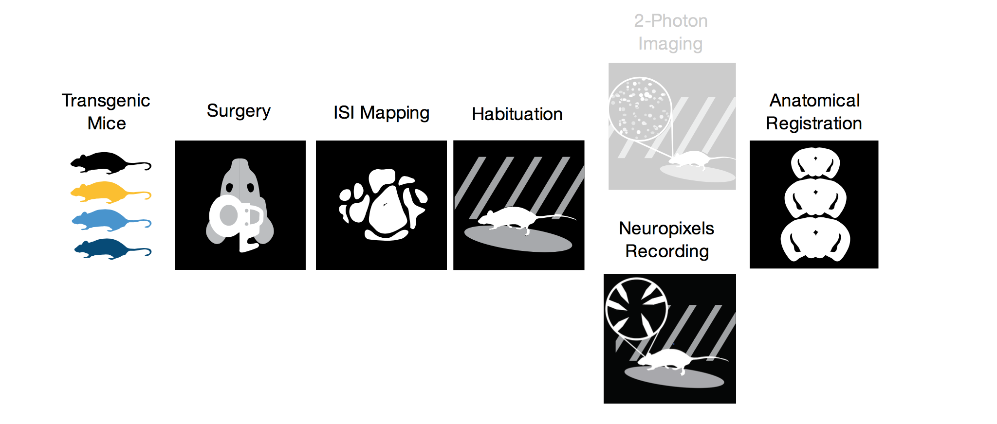 Visual Coding Neuropixels Brain